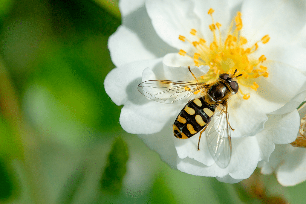 Maai mei niet: op verschillende plekken een maand bloemrijk grasland ...